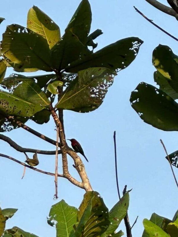 Johor: Belungkor Hill Hiking Tour - FAQs