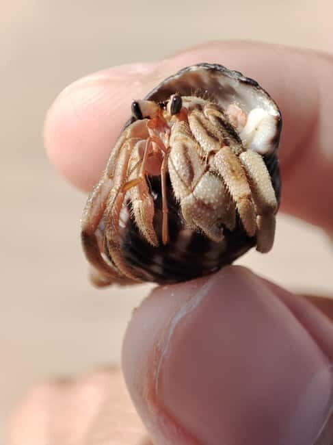 Johor: Desaru Beach Life and Tidepool Discovery - Discovering Desaru’s Coastal Ecosystem