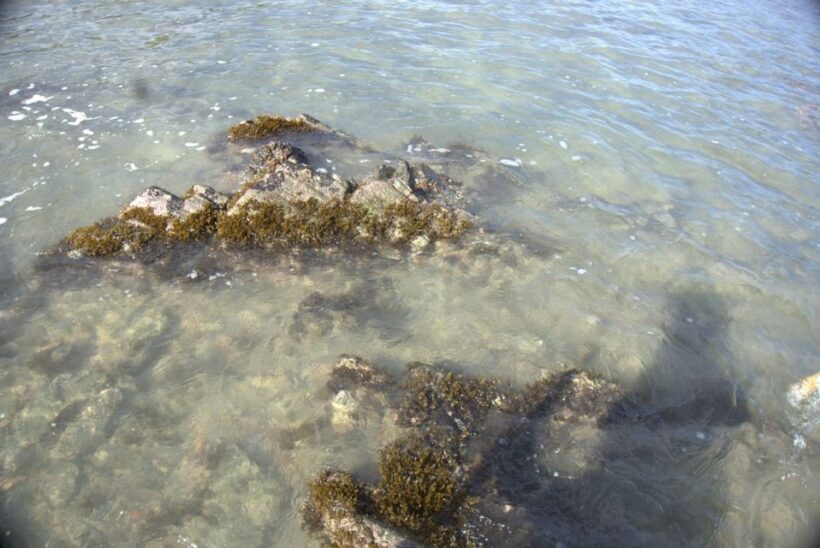 Johor: Desaru Beach Life and Tidepool Discovery - What to Expect During the Tour