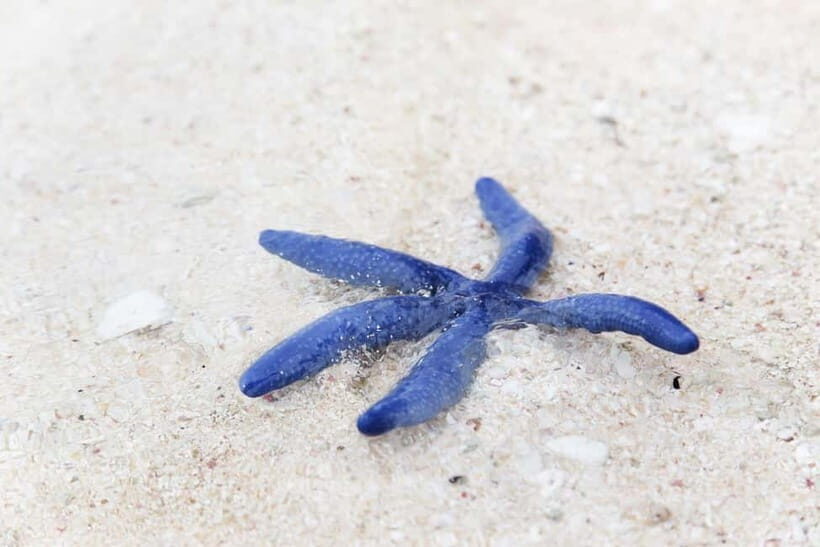 Johor: Desaru Beach Life and Tidepool Discovery - The Scenic Beauty and Patterns on the Sand