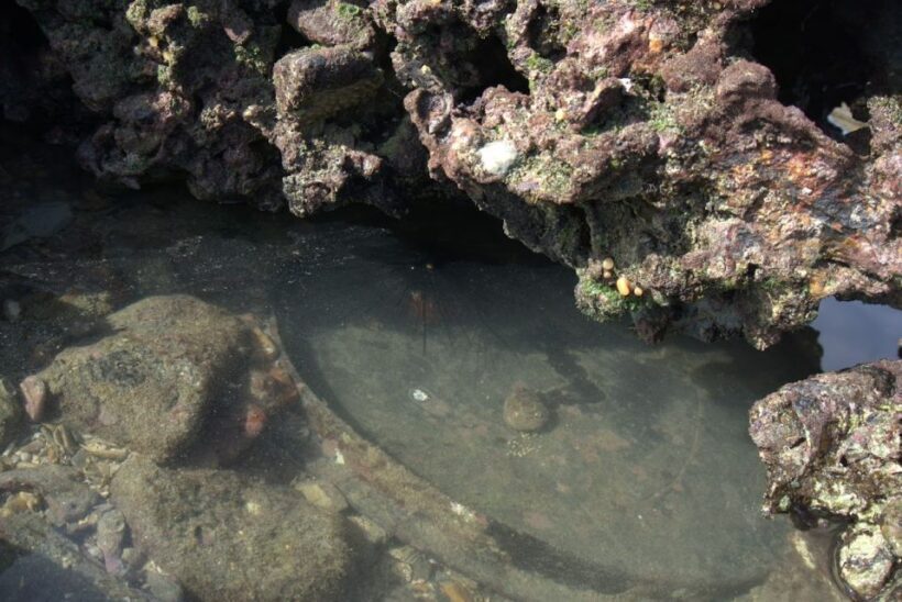 Johor: Desaru Beach Life and Tidepool Discovery - The Rock Pools: Hidden Ecosystems