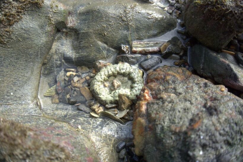 Johor: Desaru Beach Life and Tidepool Discovery - Final Thoughts: Is This Tour Right for You?