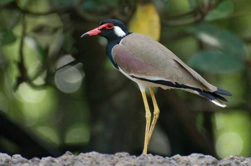 Johor: Desaru Coast Birdwatching Tour - FAQs