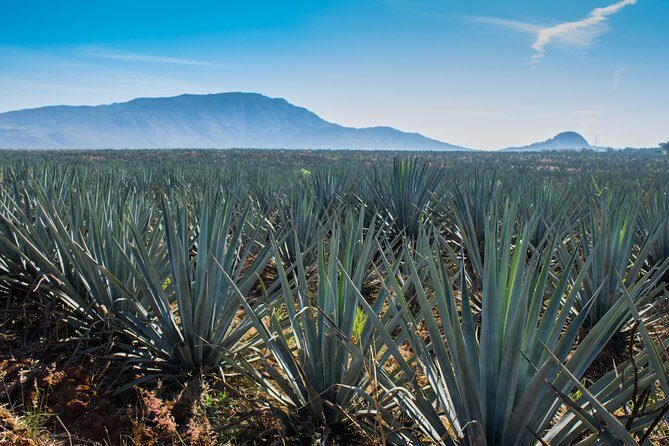 José Cuervo Tequila Day Experience from Guadalajara - Authentic Experiences and Tips