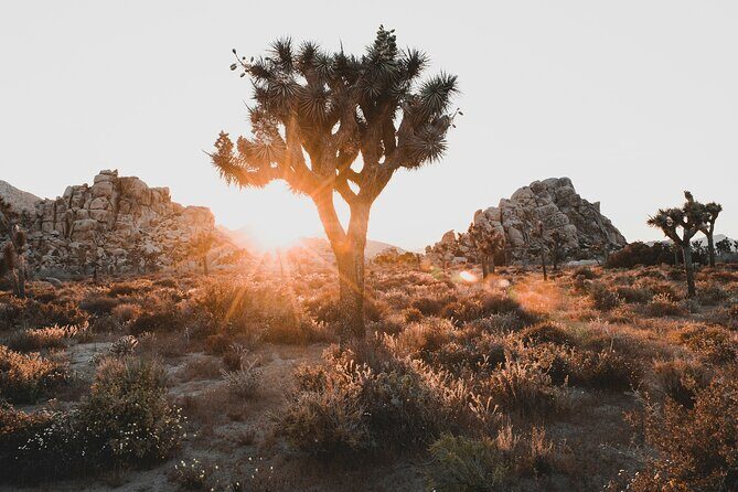 Joshua Tree Half Day Private Sunrise Hike - Key Points