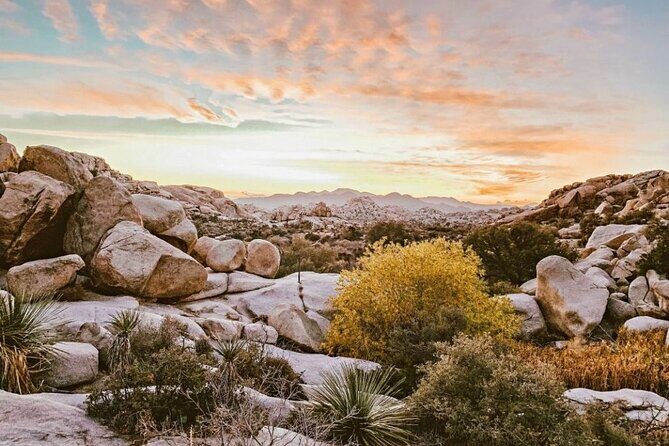 Joshua Tree National Park and Pioneertown Tour - The Sum Up