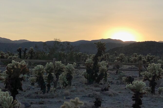 Joshua Tree National Park Driving Tour - The Experience: What Travelers Are Saying