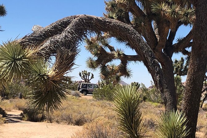 Joshua Tree National Park Driving Tour - Price and Value: Is It Worth It?