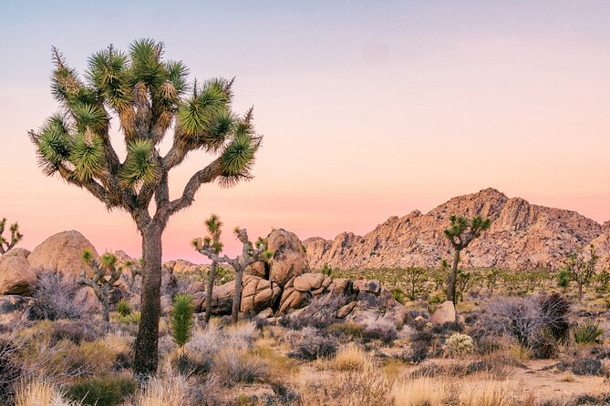 Joshua Tree National Park Self-Guided Driving Audio Tour - The Sum Up