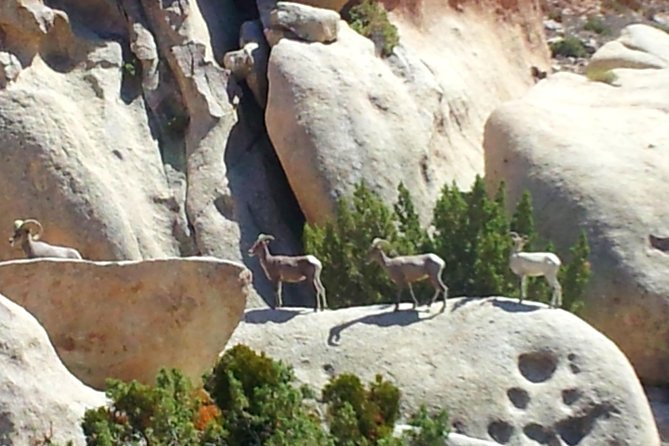 Joshua Tree Open Air Hummer Adventure - Who Will Enjoy This Tour?