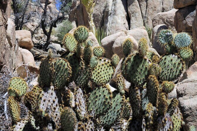 Joshua Tree's Hidden Valley Self-Guided Walking Tour - Final Thoughts
