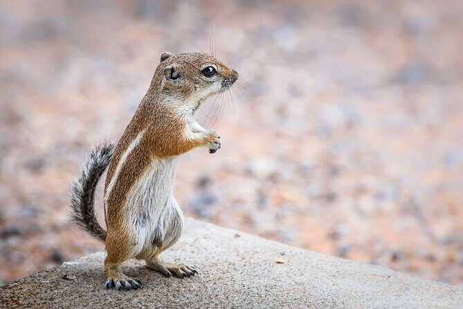 Joshua Tree's Hidden Valley Self-Guided Walking Tour - Who Should Consider This Tour?