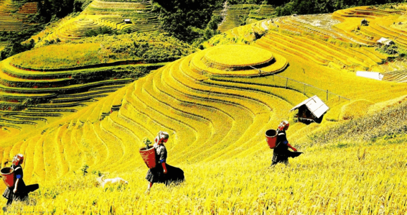 Journey Through Sapa Terraces & Traditions - Who Will Enjoy This Tour?