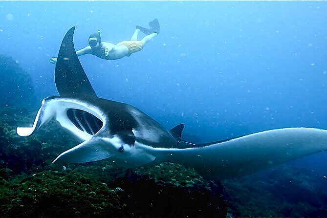Julian Rocks: Premier Snorkeling Tour Byron Bay - The Value of a Guided Snorkel Tour