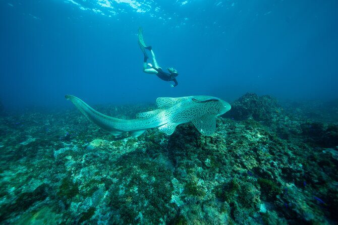 Julian Rocks: Premier Snorkeling Tour Byron Bay - FAQ