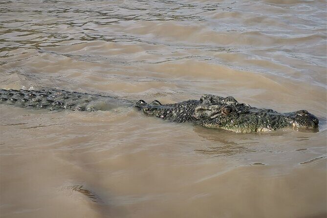 Jumping Croc Cruise, Berry Springs, Fogg Dam & Humpty Doo Pub - Final Thoughts: Who Will Love This Tour?