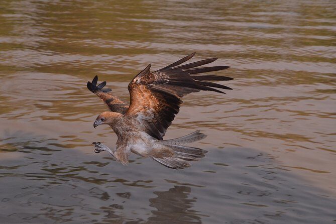 Jumping Crocodile Cruise with lunch - Discover the Jumping Crocodile Cruise with Lunch: An Authentic Northern Territory Adventure