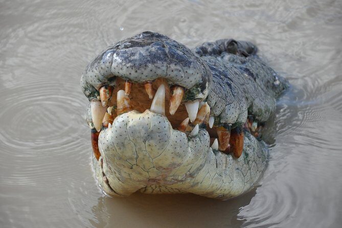 Jumping Crocodile Cruise with lunch - Key Points