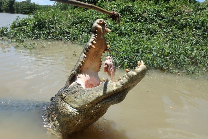 Jumping Crocodile Cruise with lunch - What Makes This Tour Stand Out?