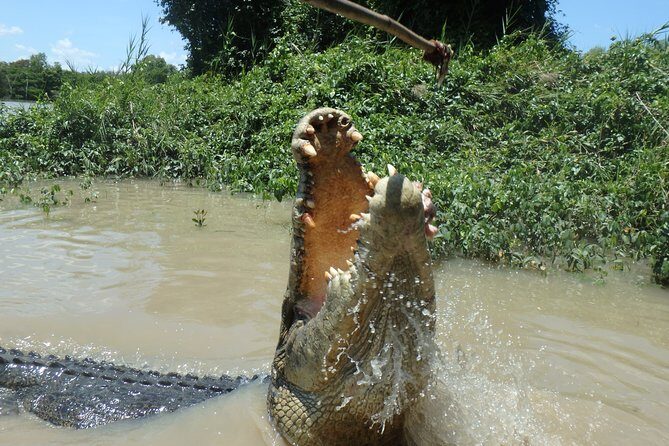 Jumping Crocodile Cruise with lunch - Why This Tour Is a Great Choice
