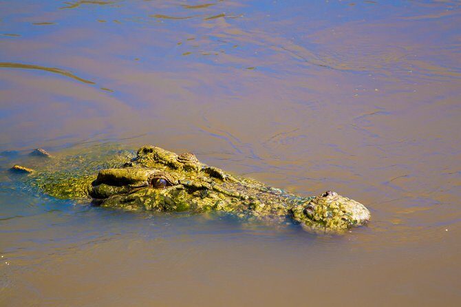 Jumping Crocs & Nature Adventure Cruise from Darwin - An Honest Look at the Tour Experience