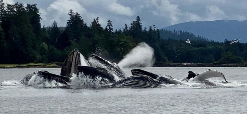 Juneau: 3-hour jet ski glacier view and whale watch - An Adventurous Introduction to Juneau’s Marine Wilderness