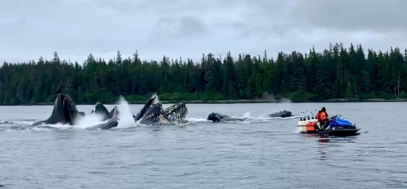 Juneau: 3-hour jet ski glacier view and whale watch - Who Should Book This Tour?