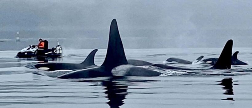 Juneau: 3-hour jet ski glacier view and whale watch - Final Thoughts