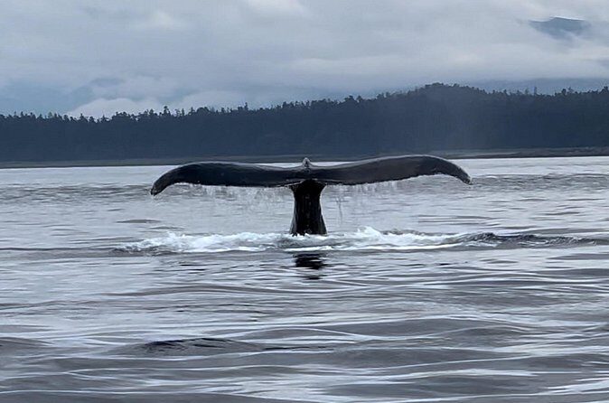 Juneau Jetski & Whale Adventure - FAQs