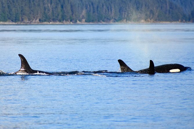 Juneau Lighthouse Tours - Whale watching & Lighthouse Combo - FAQ