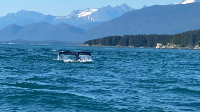Juneau: Mendenhall Glacier and Whale Watching Tour - An In-Depth Look at the Juneau: Mendenhall Glacier and Whale Watching Tour