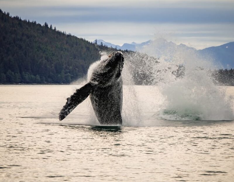 Juneau: Mendenhall Glacier Waterfall & Whale Watching Tour - Transportation and Timing