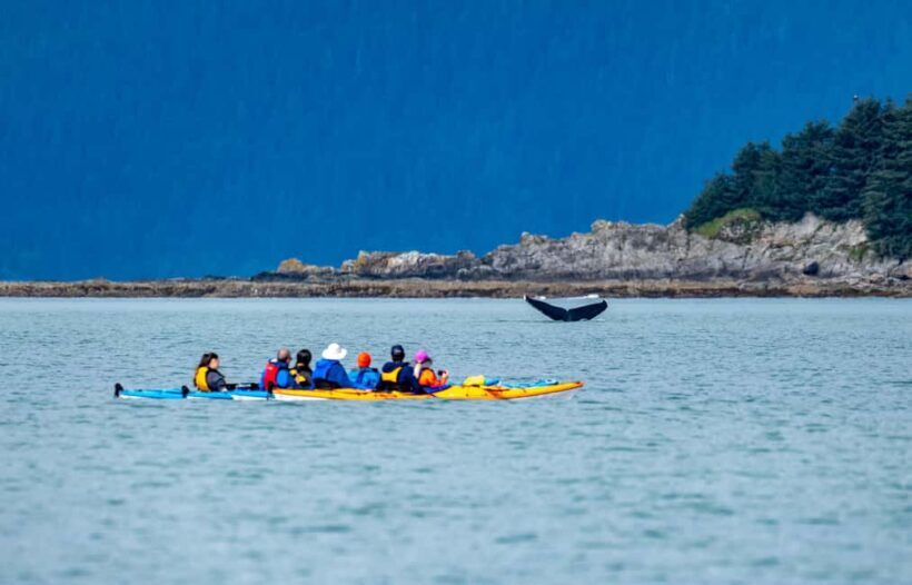 Juneau: Paddle with Whales Kayak Adventure - Key Points