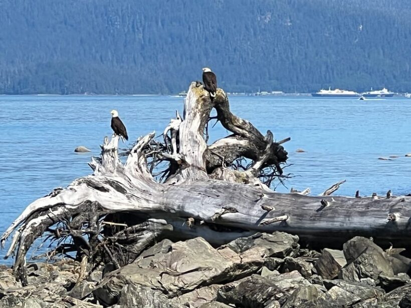 Juneau: Rainforest Photo Safari on a Segway - Wildlife and Nature: What You Might See