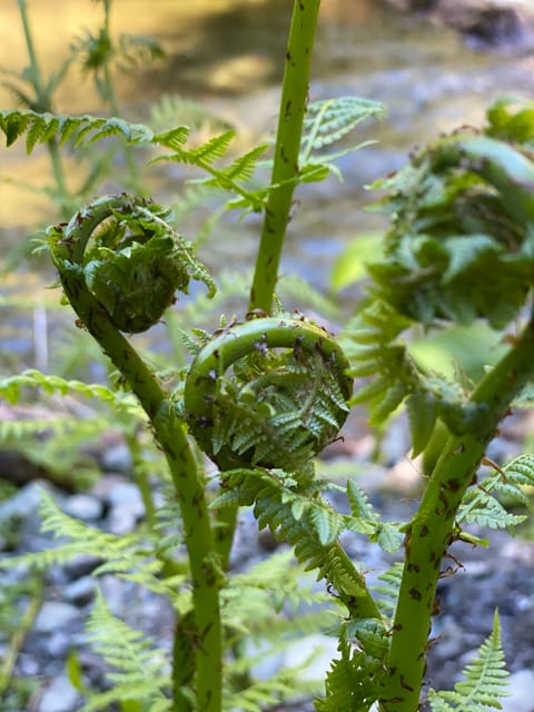 Juneau: Rainforest Photo Safari on a Segway - Authenticity and Practical Considerations