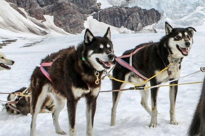 Juneau Shore Excursions: Juneau Helicopter Tour & Dogsledding Experience - Pickup and Meeting Points