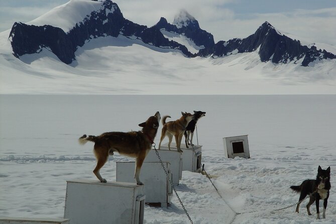 Juneau Shore Excursions: Juneau Helicopter Tour & Dogsledding Experience - Dress Code and Weather Considerations
