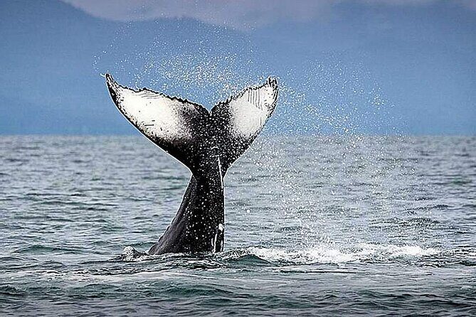 Juneau Whale Watch Adventure - Final Thoughts: Who Will Love This Tour?