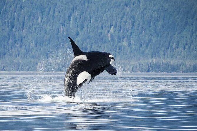 Juneau Whale Watch Adventure - In The Sum Up