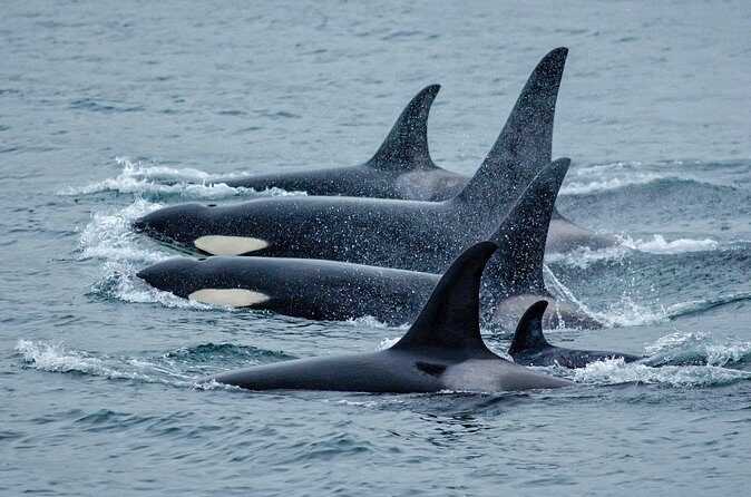 Juneau Whale Watch Adventure - Additional Information