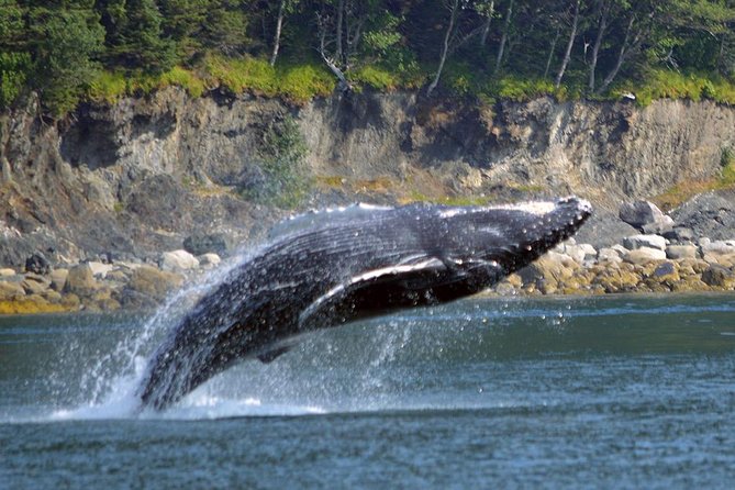 Juneau Whale Watching Adventure - Final Thoughts: Who Should Book?