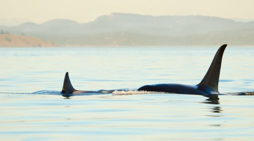 Juneau: Whale Watching and Mendenhall Glacier Day Trip - Analyzing the Experience