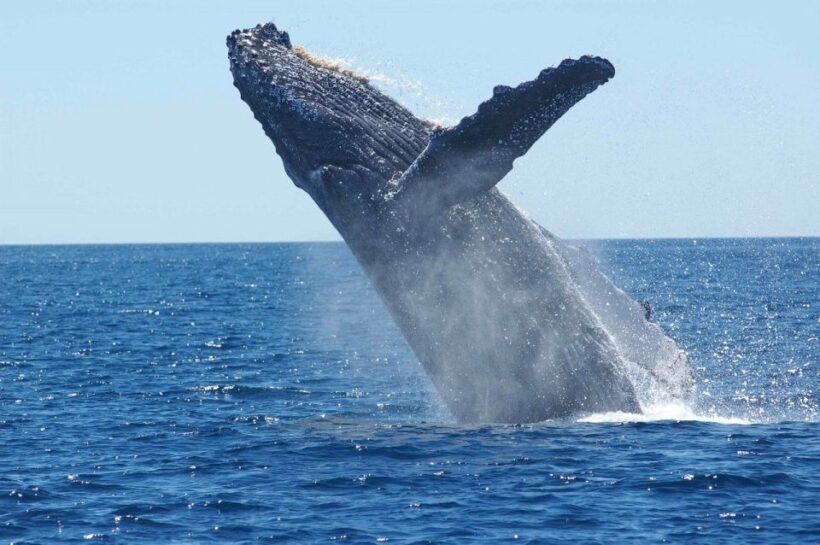Juneau: Whale Watching and Mendenhall Glacier Day Trip - Final Thoughts