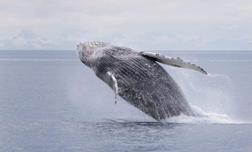 Juneau: Whale Watching and Wildlife Cruise with Local Guide - A Closer Look at the Whale Watching Experience