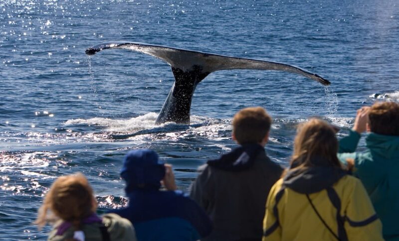 Juneau: Whale Watching and Wildlife Cruise with Local Guide - Key Points