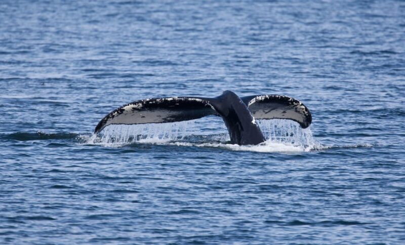 Juneau: Whale Watching and Wildlife Cruise with Local Guide - What Makes This Tour Stand Out?