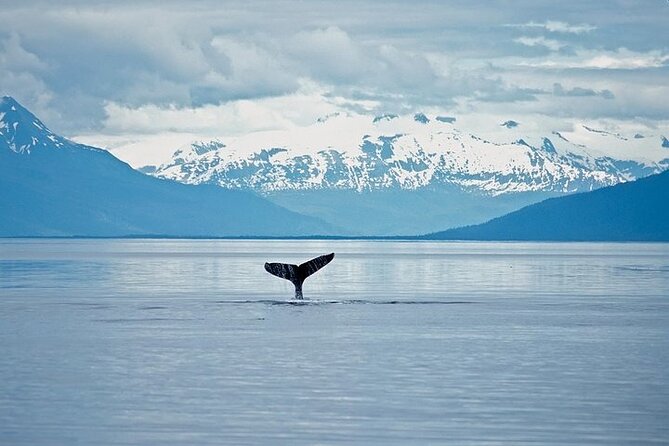 Juneau Wildlife Whale Watching & Mendenhall Glacier - Practical Details and Value