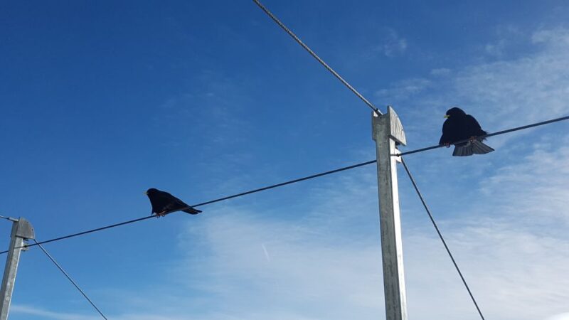 Jungfraujoch Top of Europe: A Self-Guided Alpine Adventure - Navigating the Ice Palace