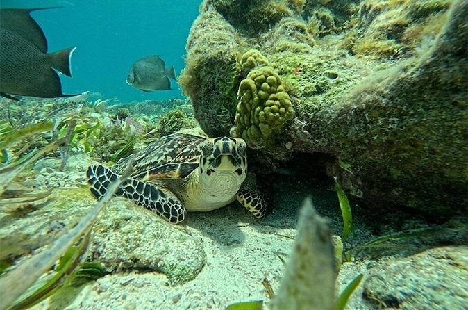 Jungle excursion EN Cancun (NO taxes included) - Practicalities and Considerations