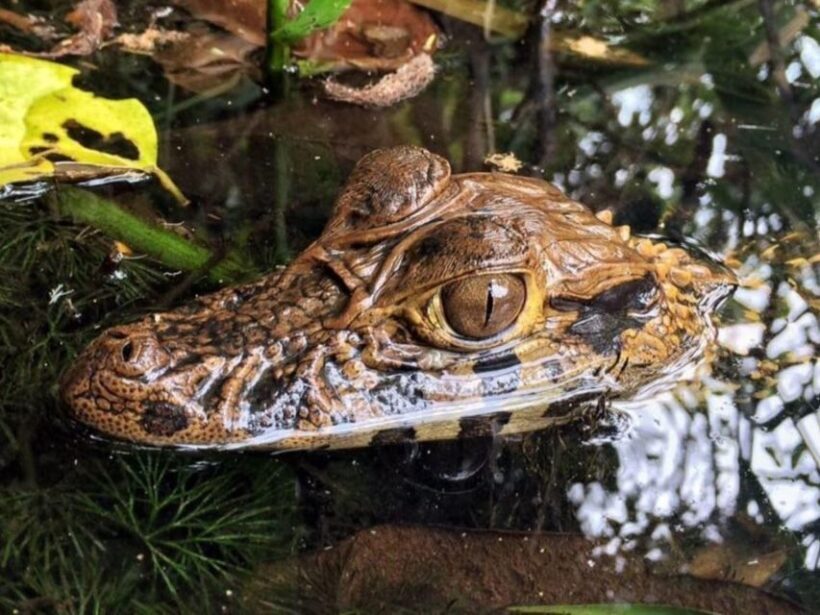 Jungle Iquitos 3D |boating+Piranha fishing+night excursion| - A Practical Breakdown of the 3-Day Jungle Tour